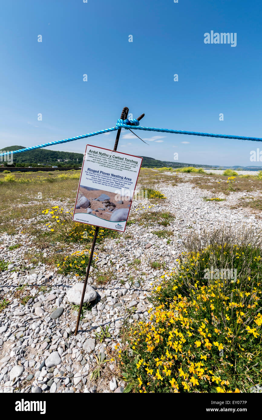 Ringed Plover nesting area on Pensarn beach in North Wales UK Stock ...