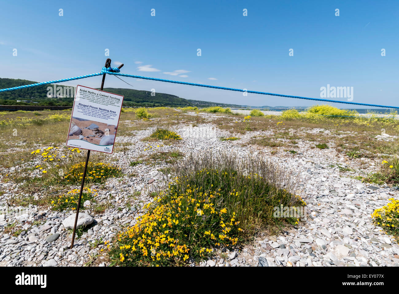 Ringed Plover nesting area on Pensarn beach in North Wales UK Stock ...