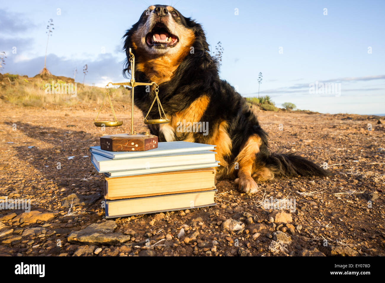 One intelligent Black Dog Reading a Book Stock Photo - Alamy