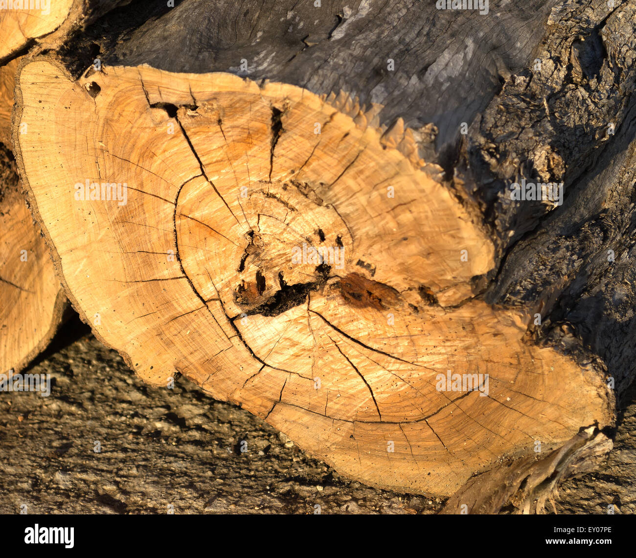 Olive tree stump hi-res stock photography and images - Alamy