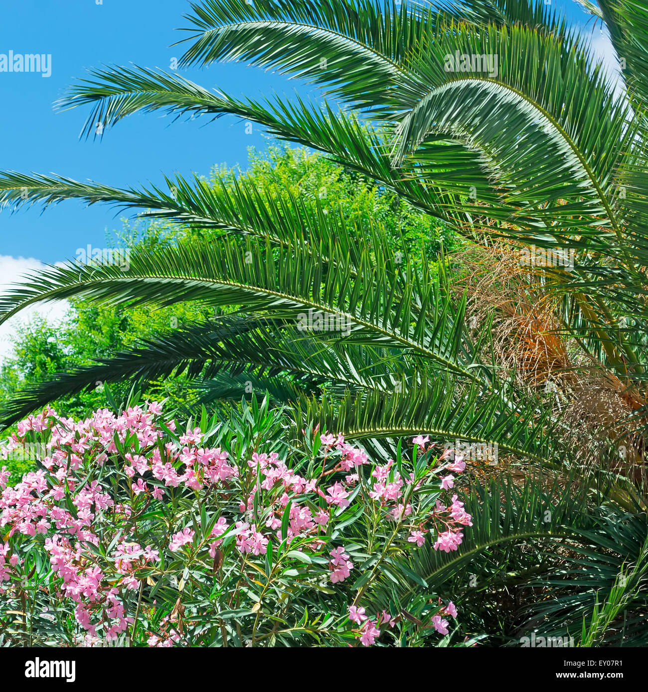 palm tree and oleanders under a blue sky in Sassari Stock Photo - Alamy