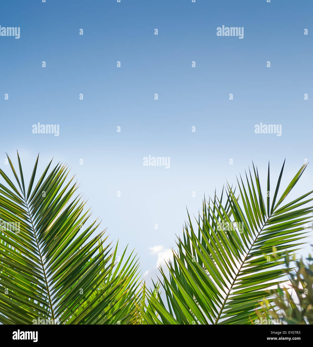 Palm branches hi-res stock photography and images - Alamy