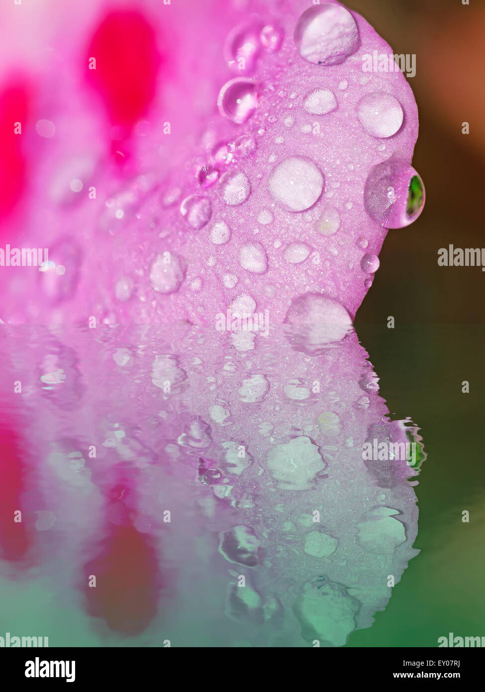 colored flowers in a garden Stock Photo - Alamy