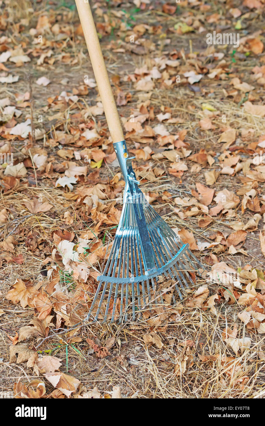 metal rake and yellow leaves Stock Photo - Alamy