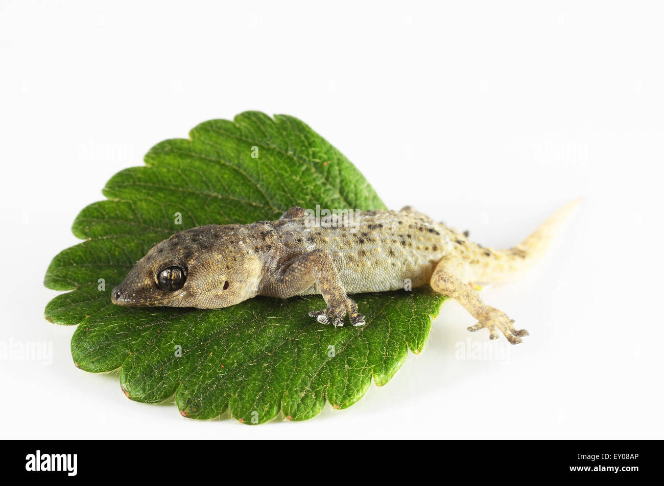 Gekko gecko Cut Out Stock Images & Pictures - Alamy