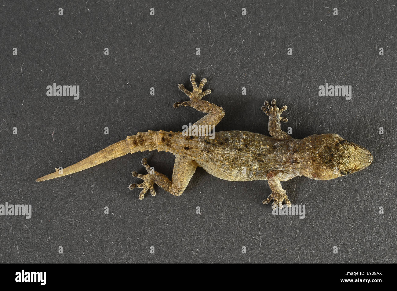 Liz gray hi-res stock photography and images - Alamy