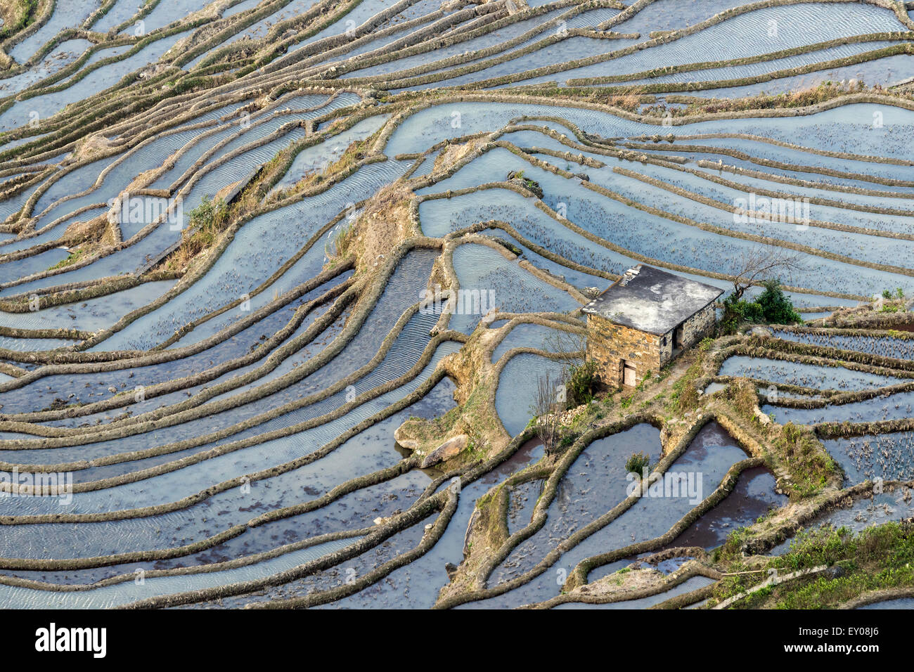 Bada rice fields, Honghe Hani rice terraces, Yunnan Province, China ...