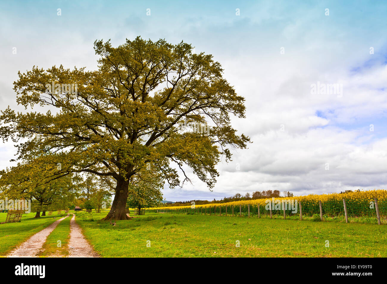 English rural landscape with country road, an oak tree and rapeseed ...