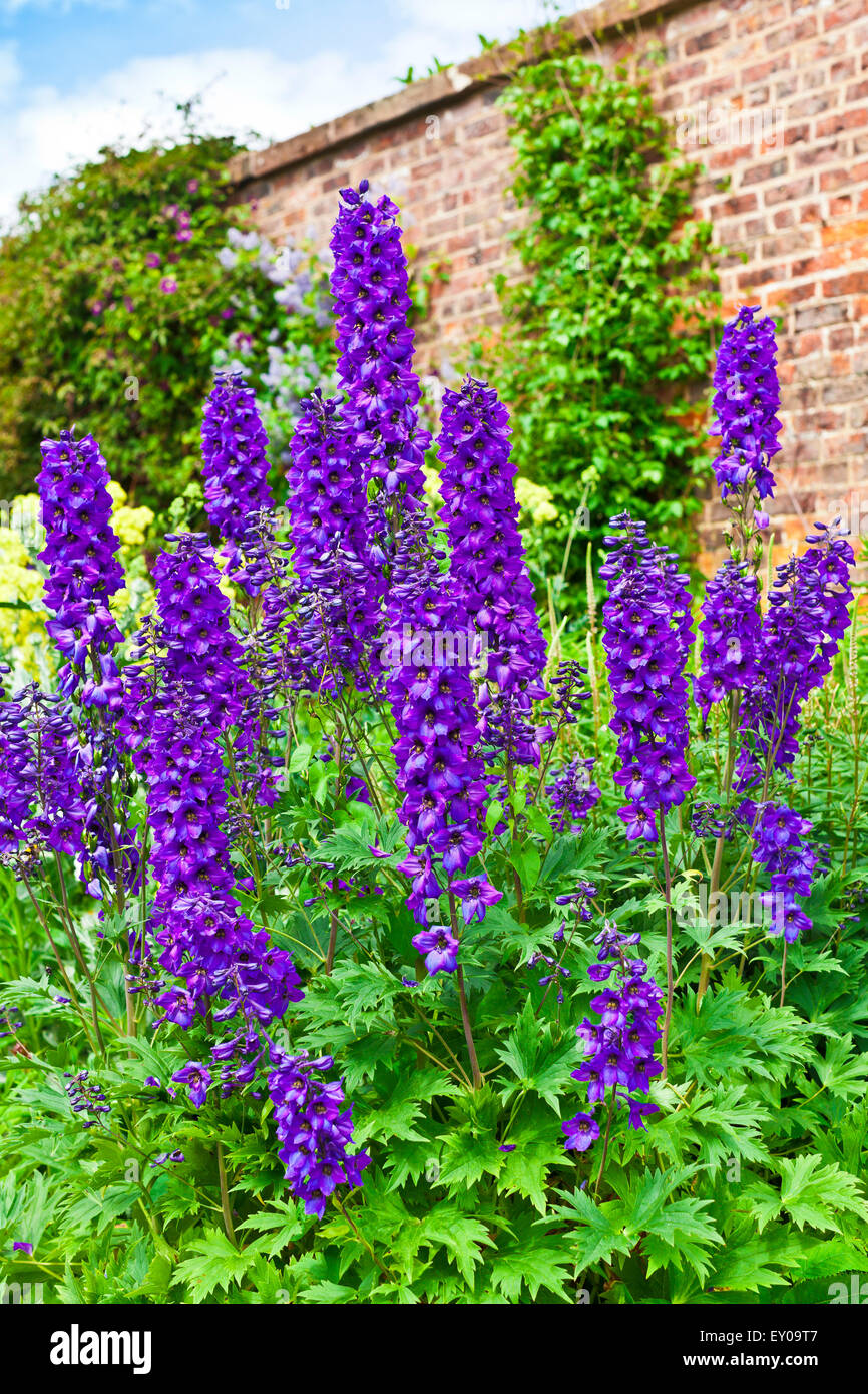 Delphiniums herbaceous border hi-res stock photography and images - Alamy