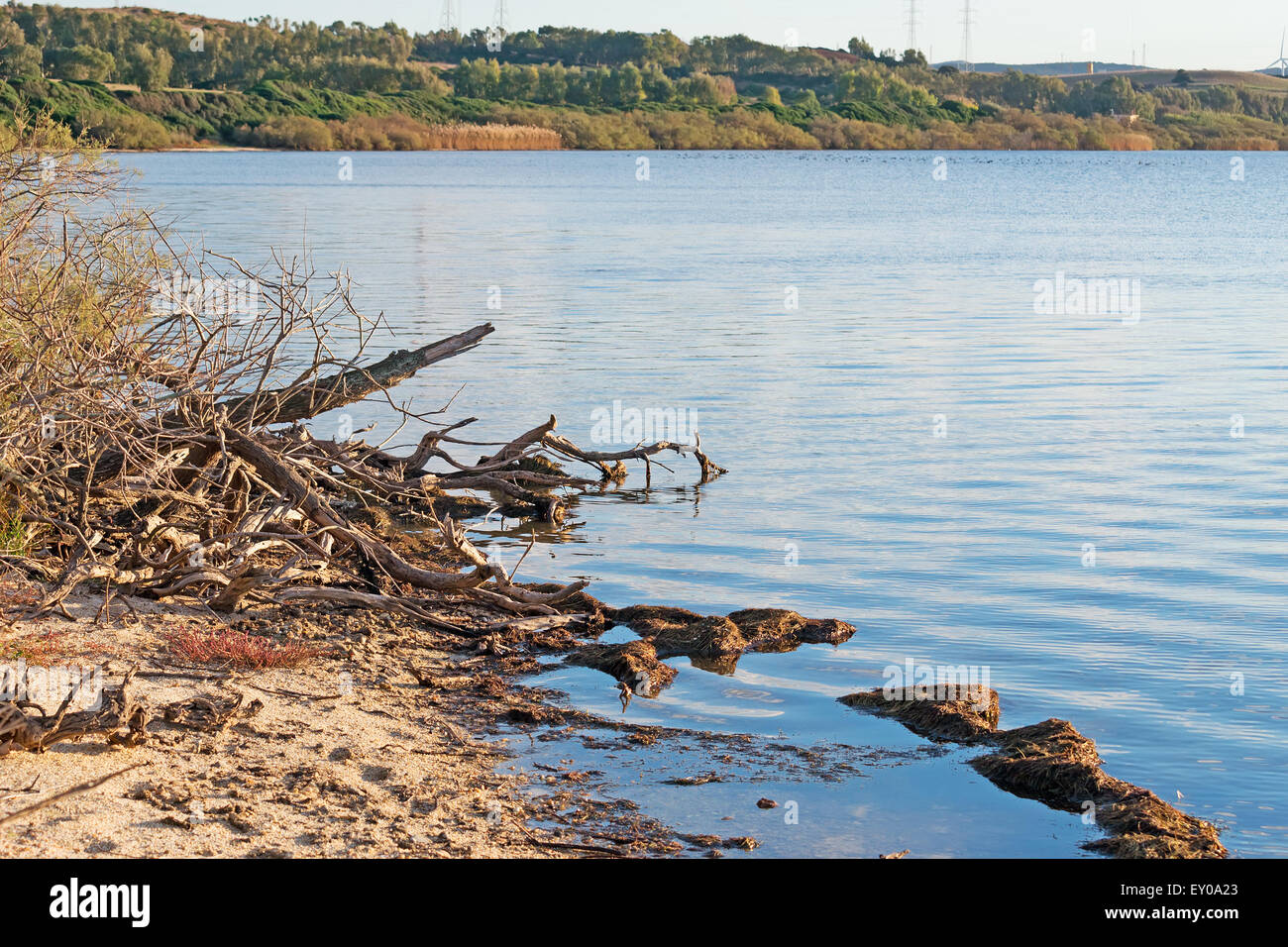 roots in a lake bank Stock Photo - Alamy