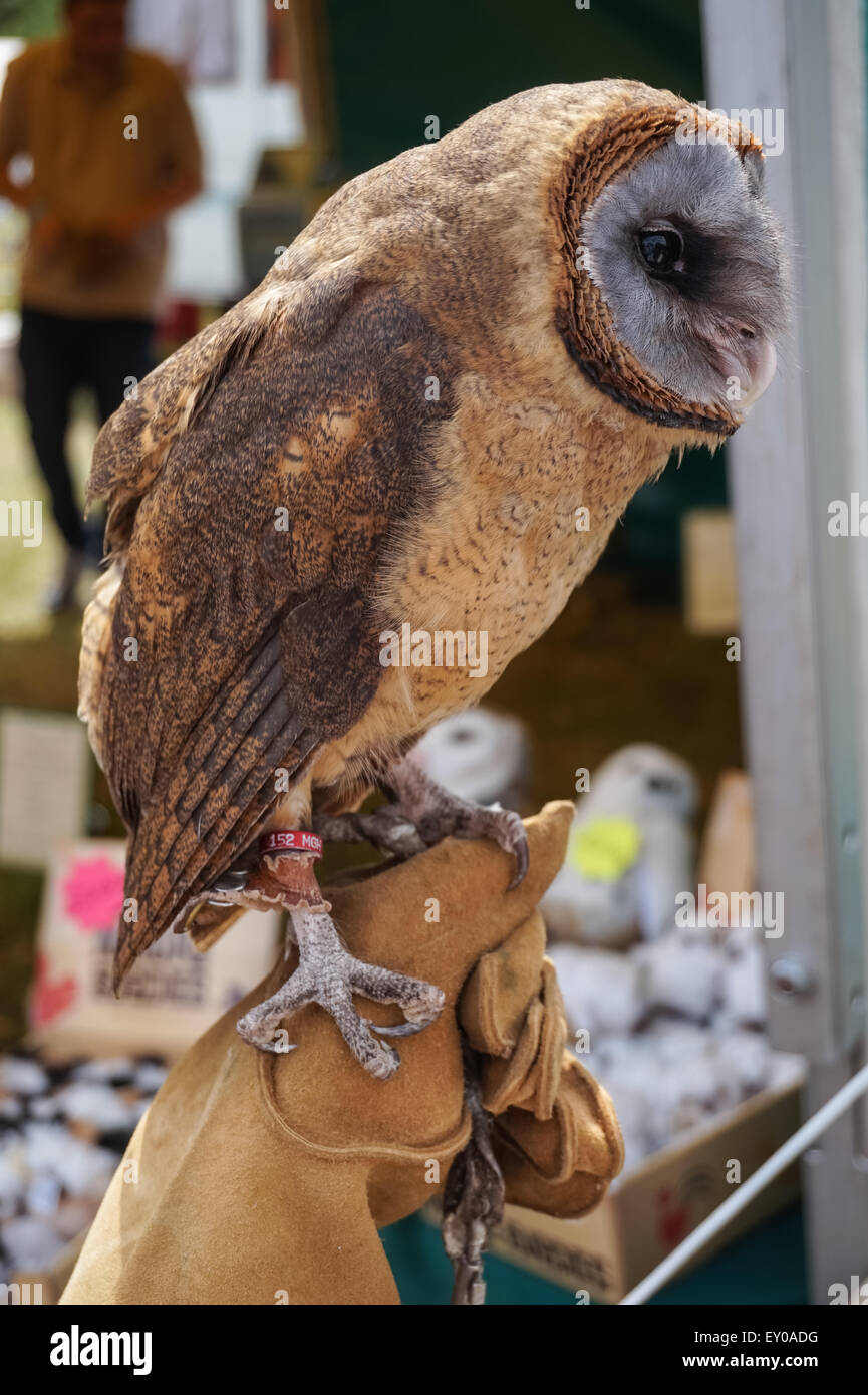Falconry display at the Lambeth Country Show in Brockwell Park, London ...