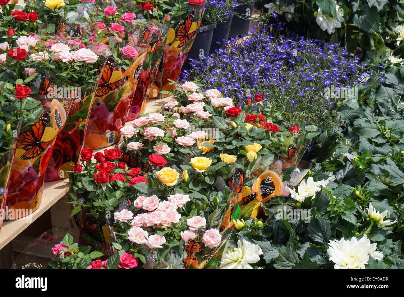 Buy british plants hi-res stock photography and images - Alamy