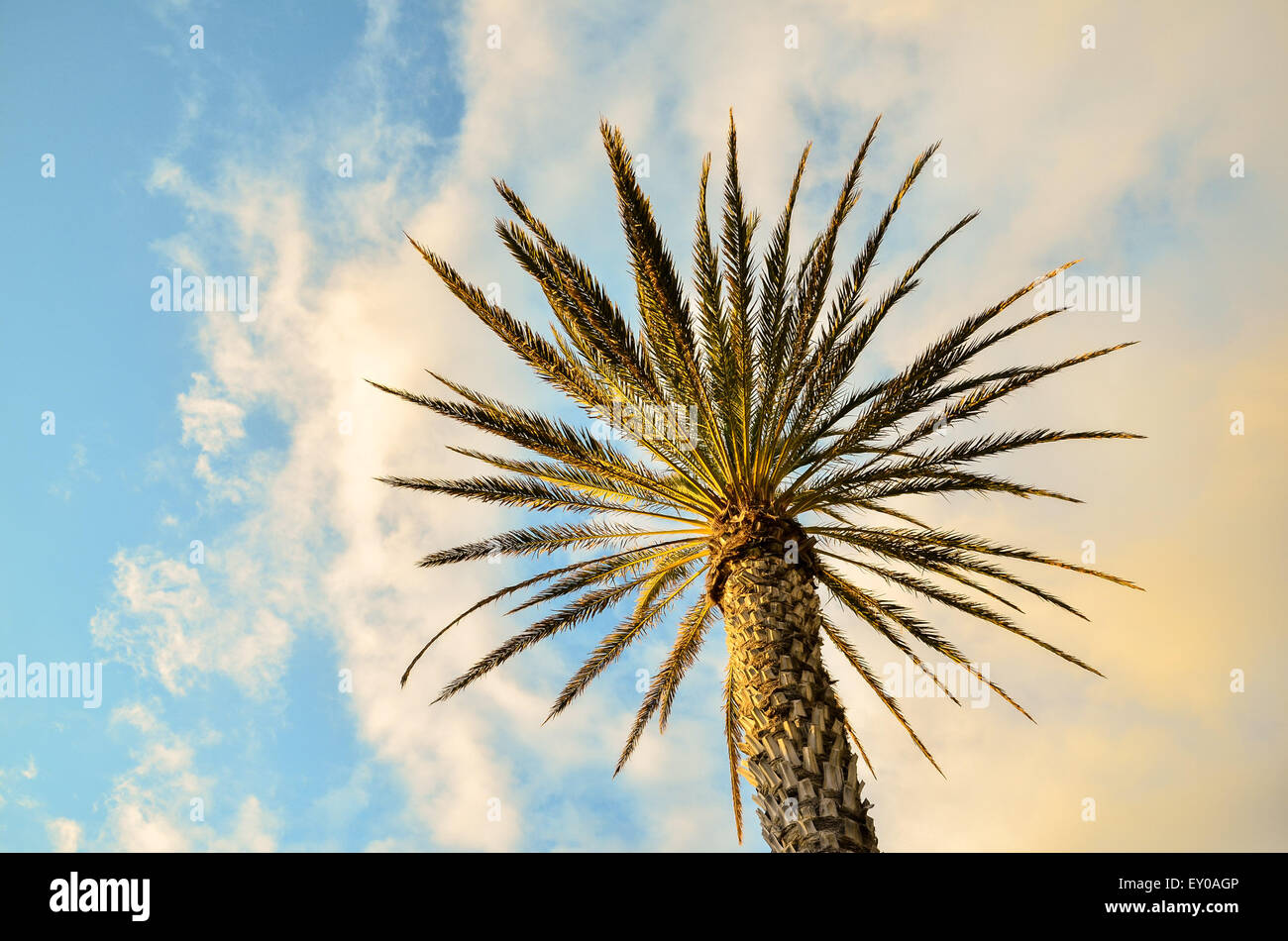 Green Palm Canarian Tree Stock Photo - Alamy