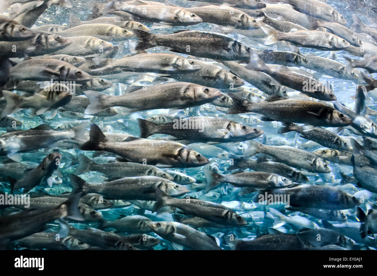 School of Silver Gray Fish Stock Photo - Alamy