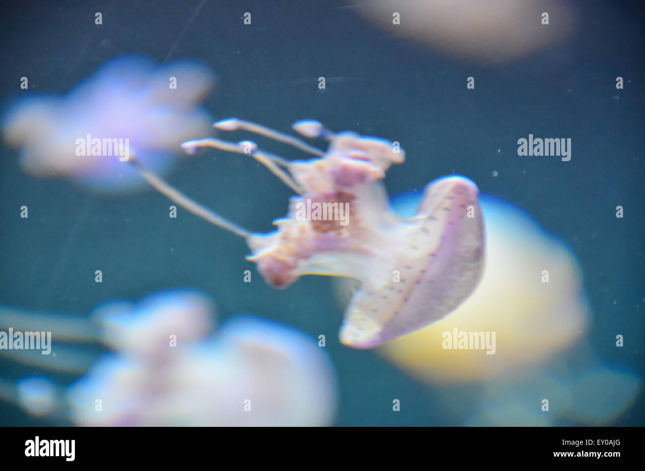 Small Jelly Fish Stock Photo - Alamy