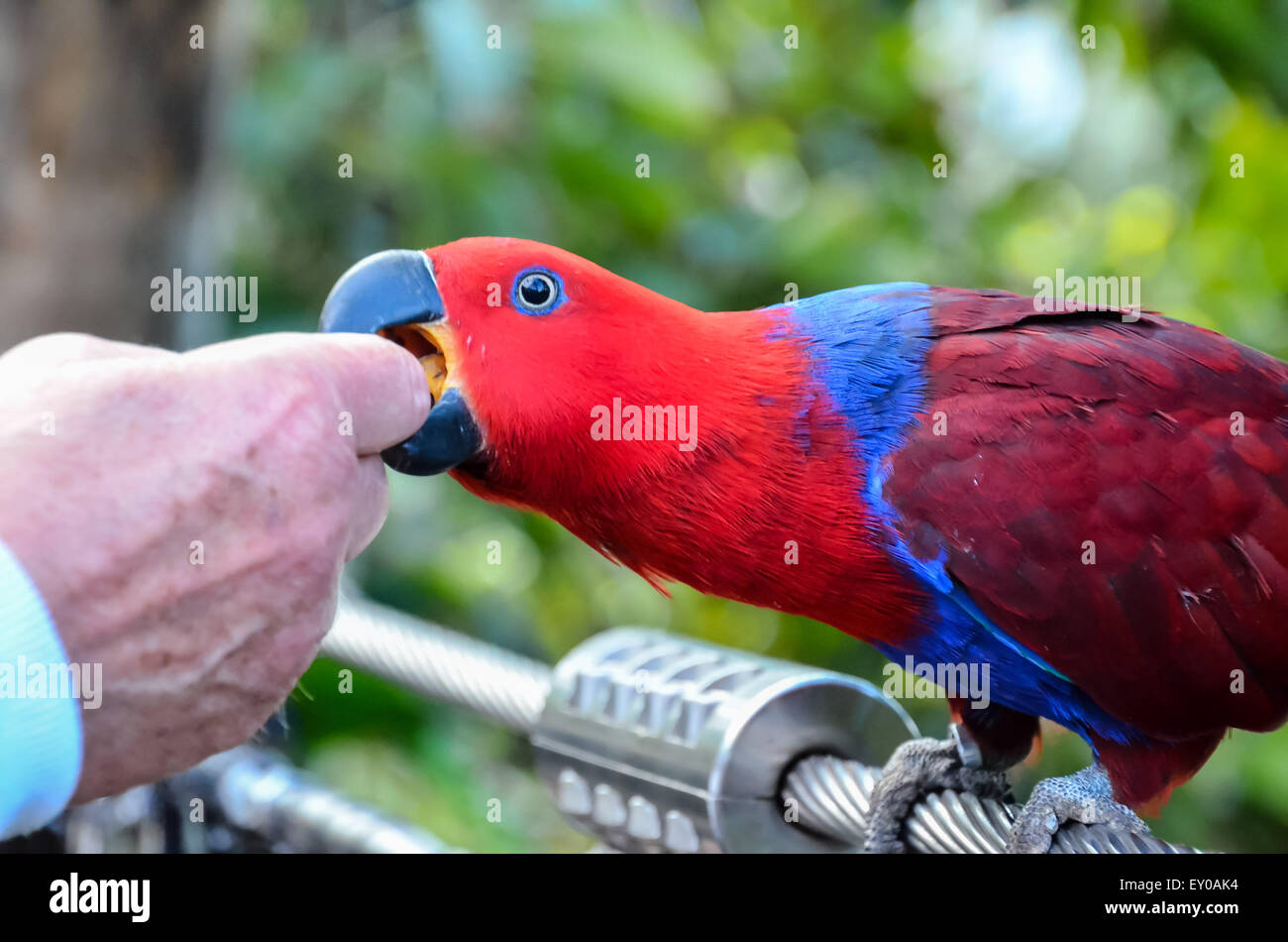 Parrot Tropical Bird Stock Photo - Alamy