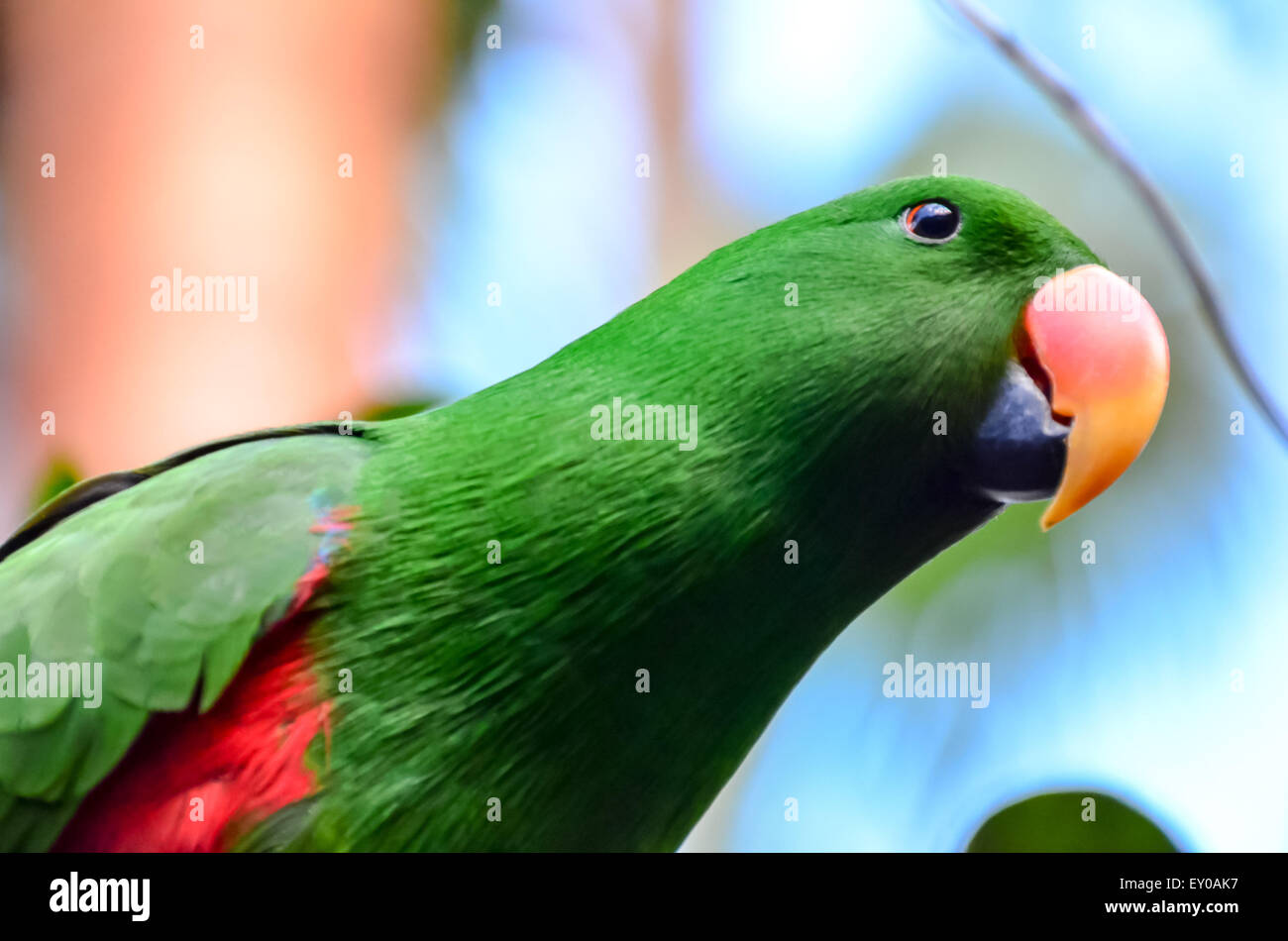 Parrot Tropical Bird Stock Photo - Alamy
