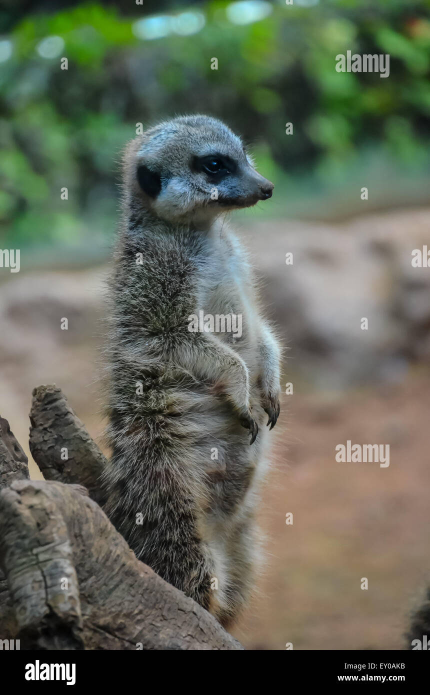 Small Carnivore Mammal Animal Suricata Stock Photo - Alamy