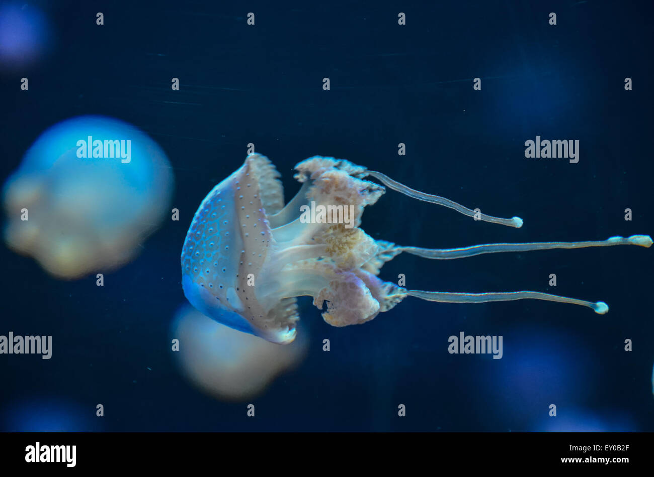 Small Jelly Fish Stock Photo - Alamy
