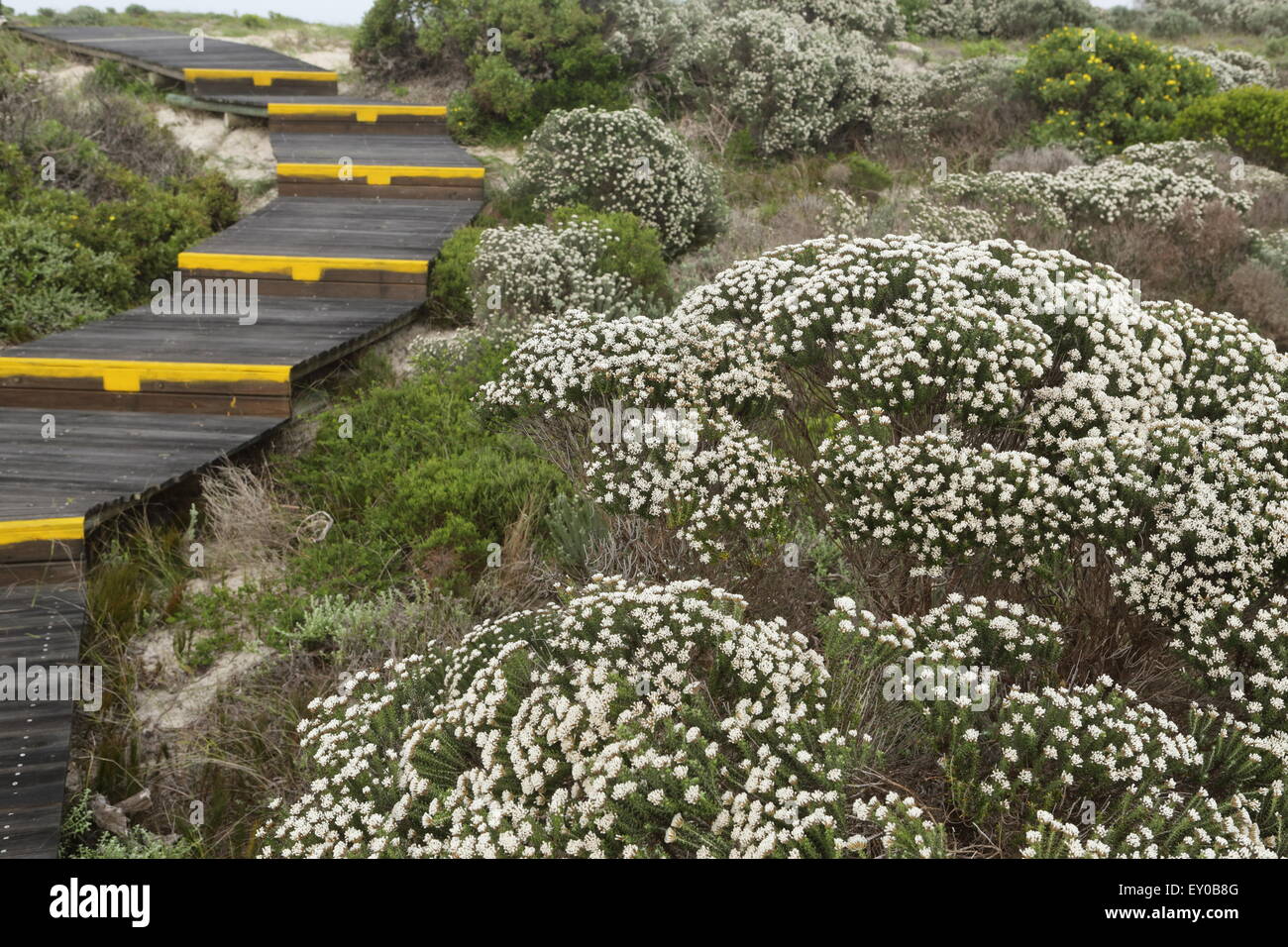 Boardwalk through fynbos bushes on the beach close to Suiderstrand ...