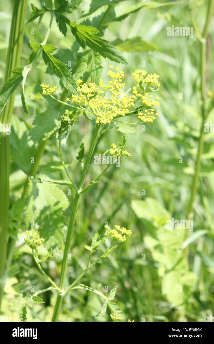 Yellow head and seeds of a Wild Parsnip (Pastinaca sativa) weed in ...
