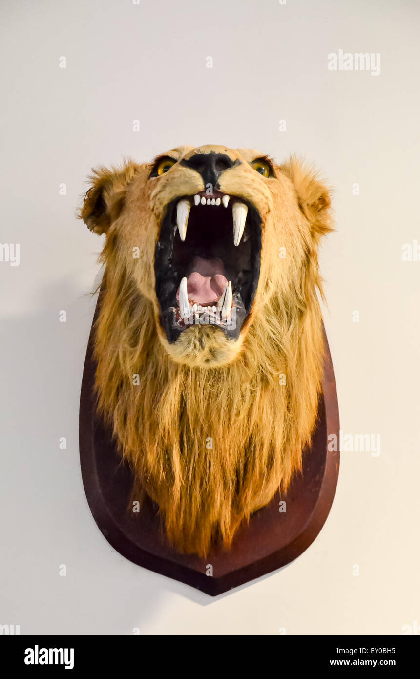Lion trophy hunt hi-res stock photography and images - Alamy