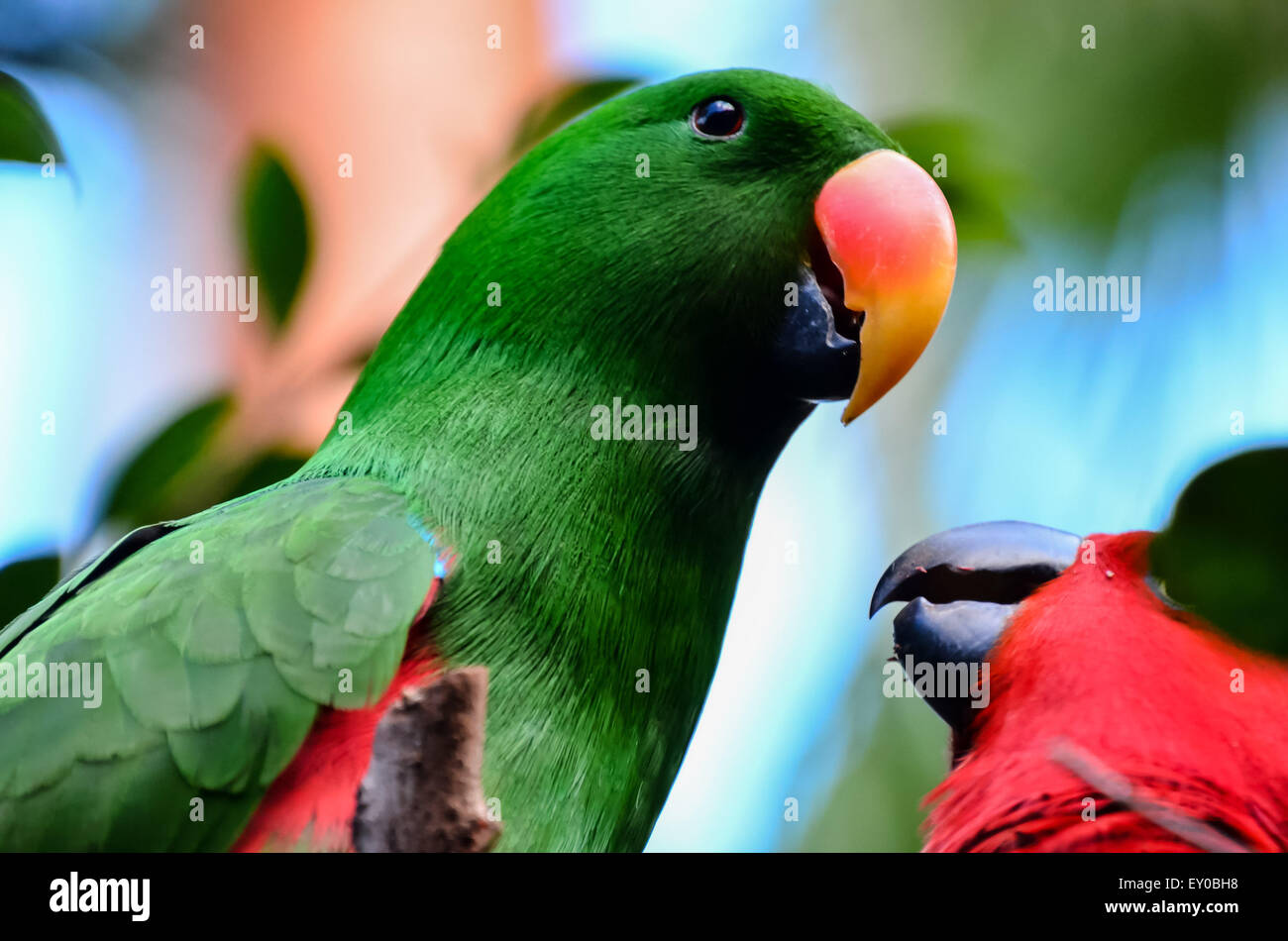 Parrot Tropical Bird Stock Photo - Alamy