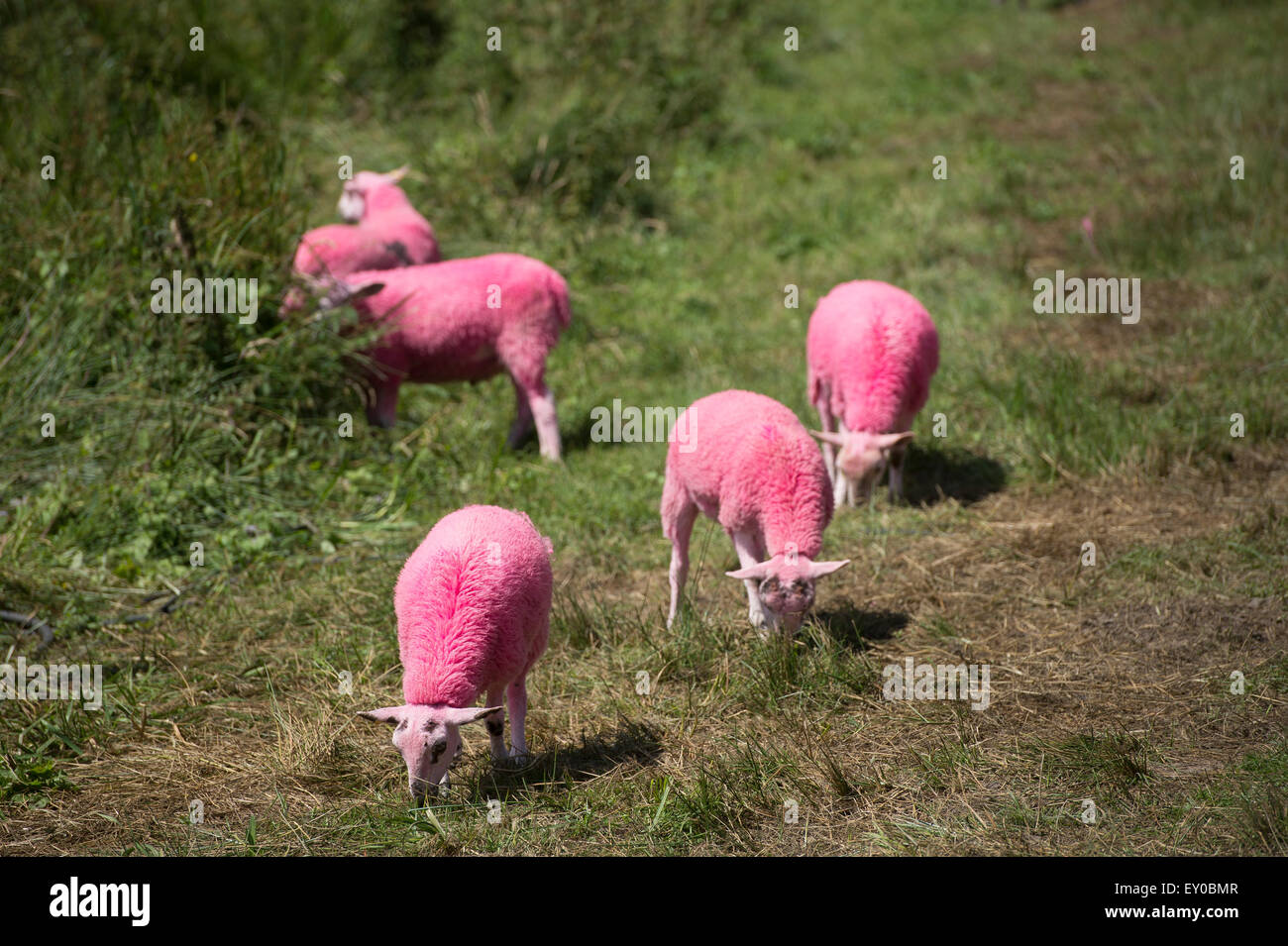 Pink Sheep at the Latitude Festival Stock Photo - Alamy