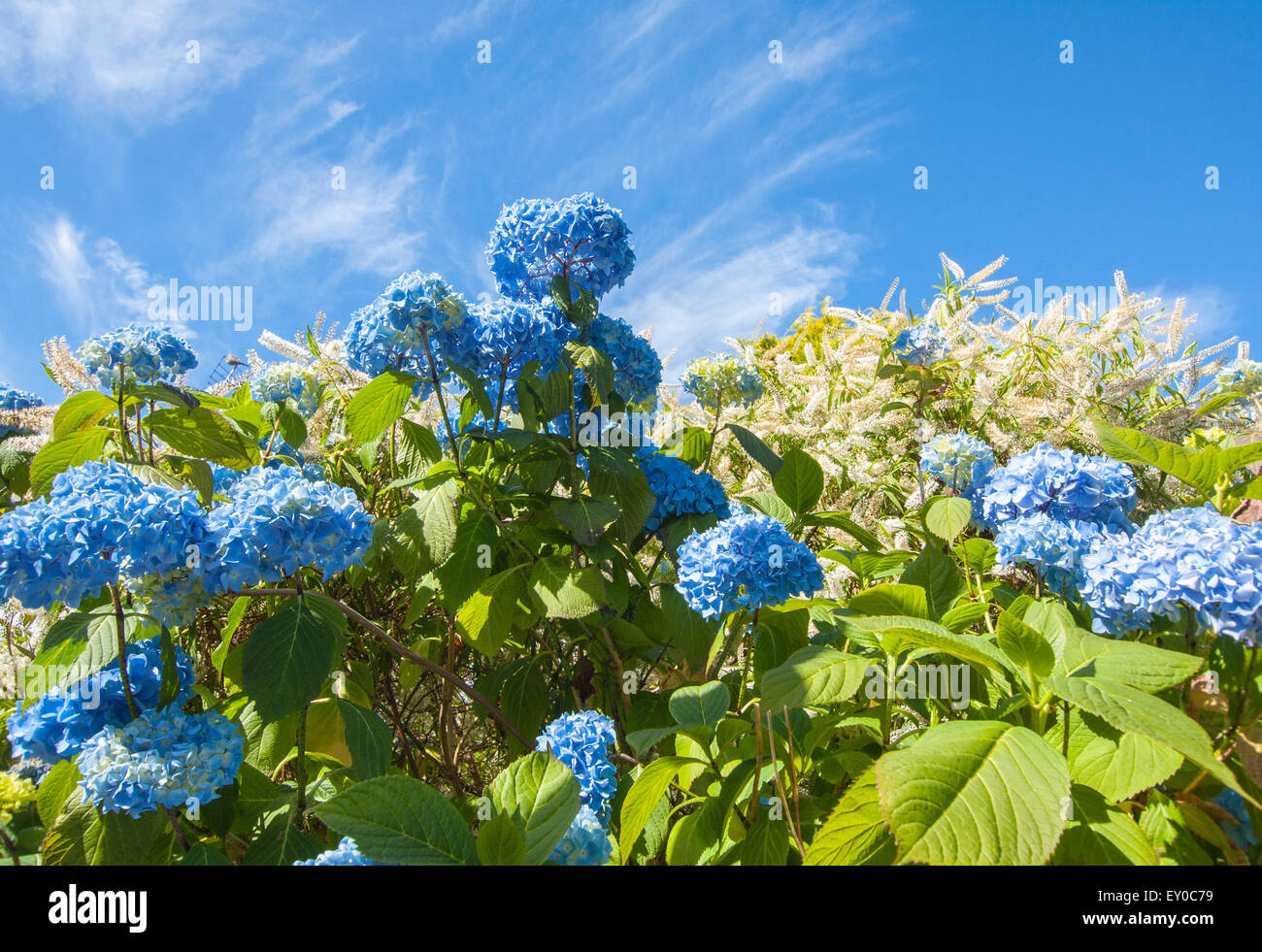 Beautiful blue Hydrangea macrophylla growing in the garden Stock Photo ...