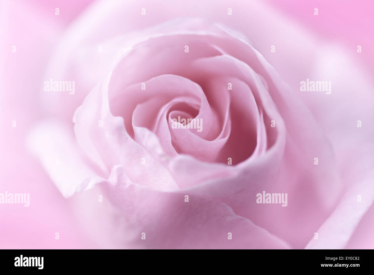 Beautiful, soft pink rose macro horizontal shot Stock Photo - Alamy