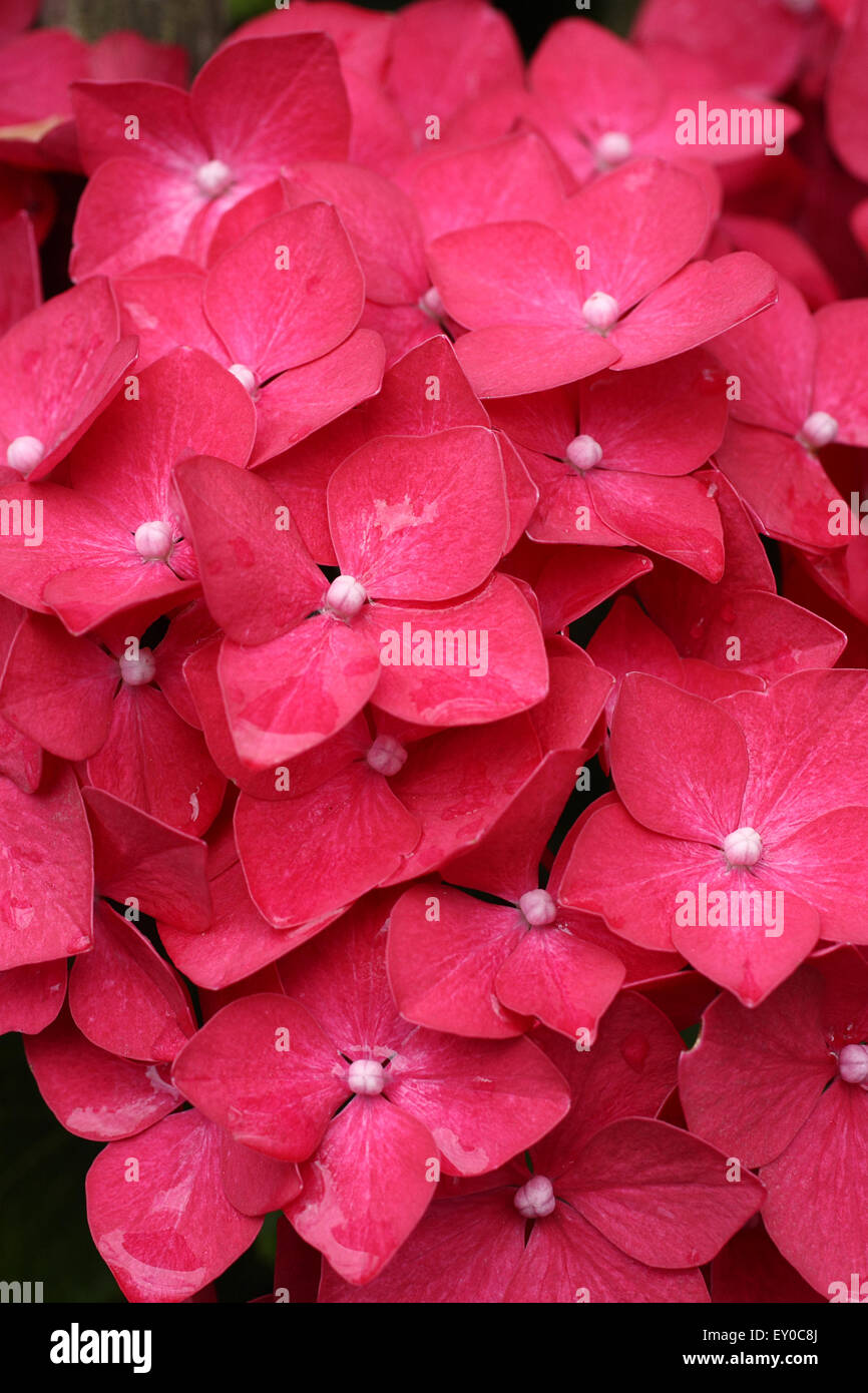 Red hortensia, hydrangea flowers macro vertical shot Stock Photo - Alamy