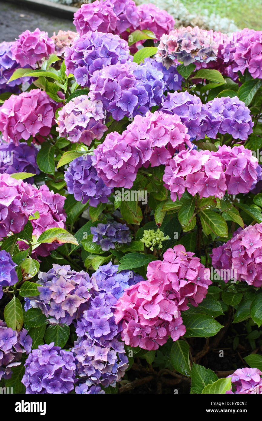 Beautiful Hortensia, Hydrangea macrophylla growing in the garden, close ...