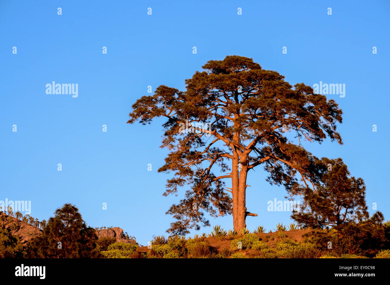 One Big Tree Stock Photo - Alamy