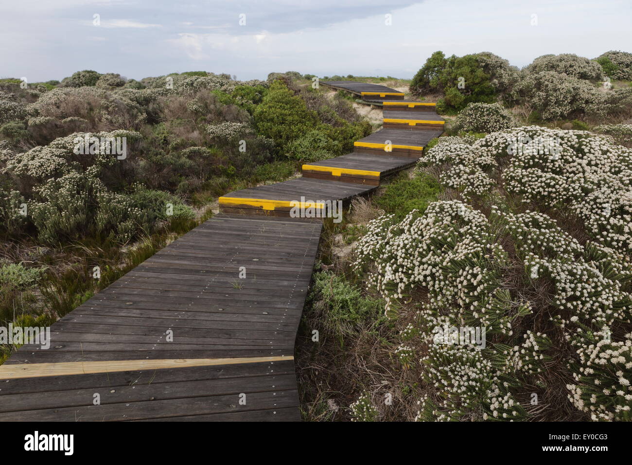 Boardwalk through fynbos bushes on the beach close to Suiderstrand ...