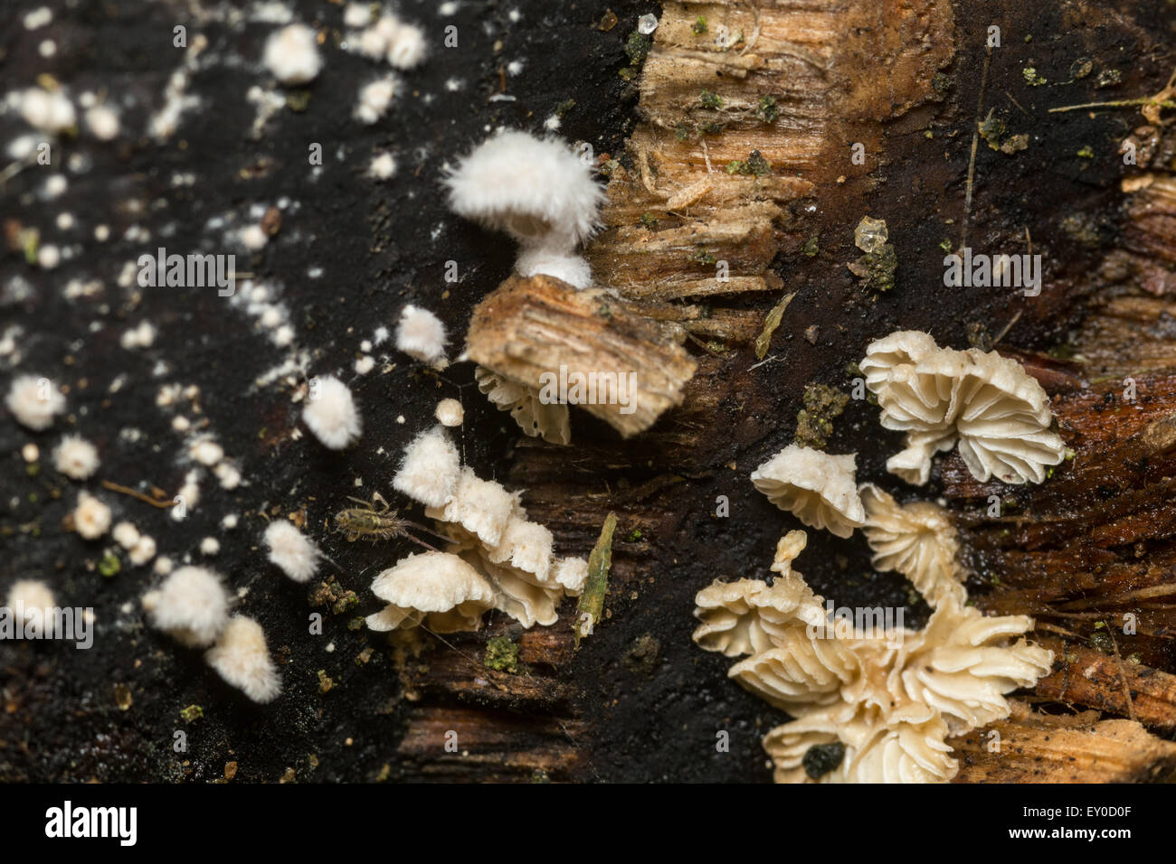 Mushrooms on dead wood hi-res stock photography and images - Alamy