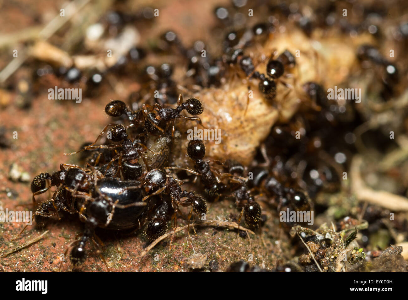 Sugar ants hi-res stock photography and images - Alamy
