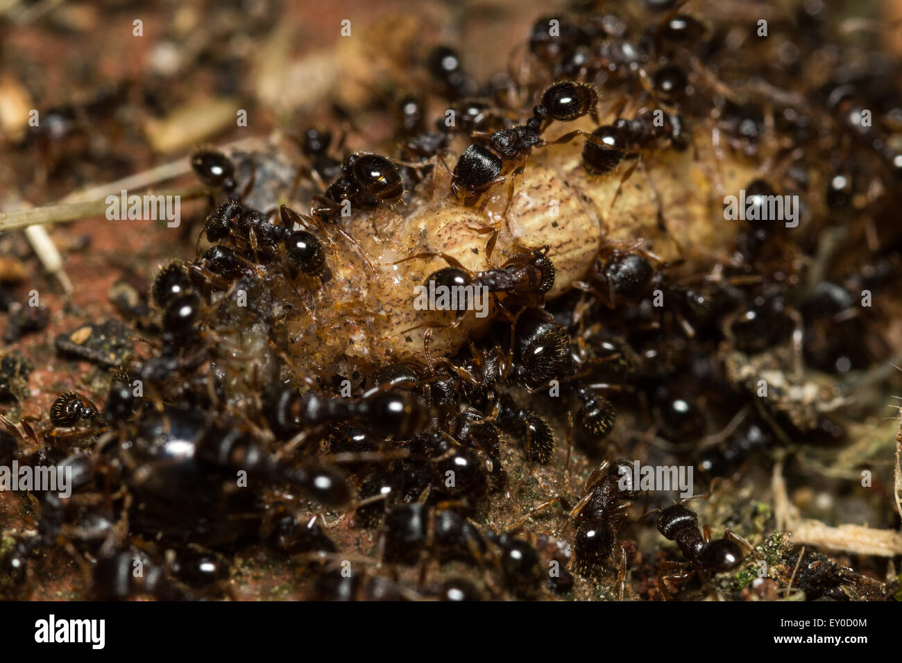 African Army Ants Eating