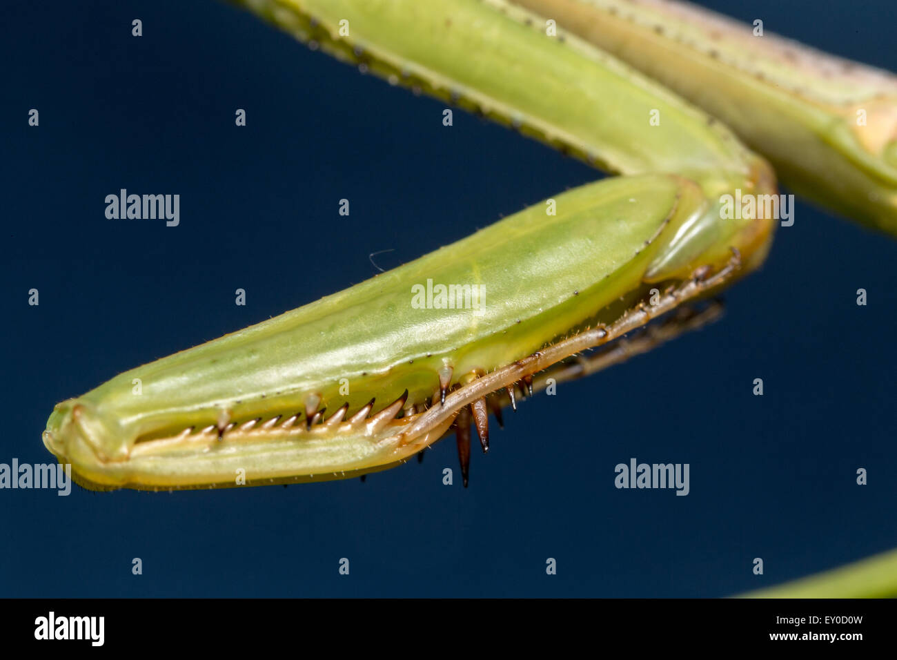 Macro Photo of Praying Mantis Forelegs Stock Photo - Alamy