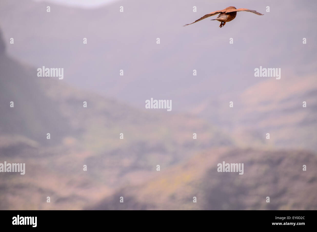 Common Kestrel Hawk Bird Stock Photo - Alamy