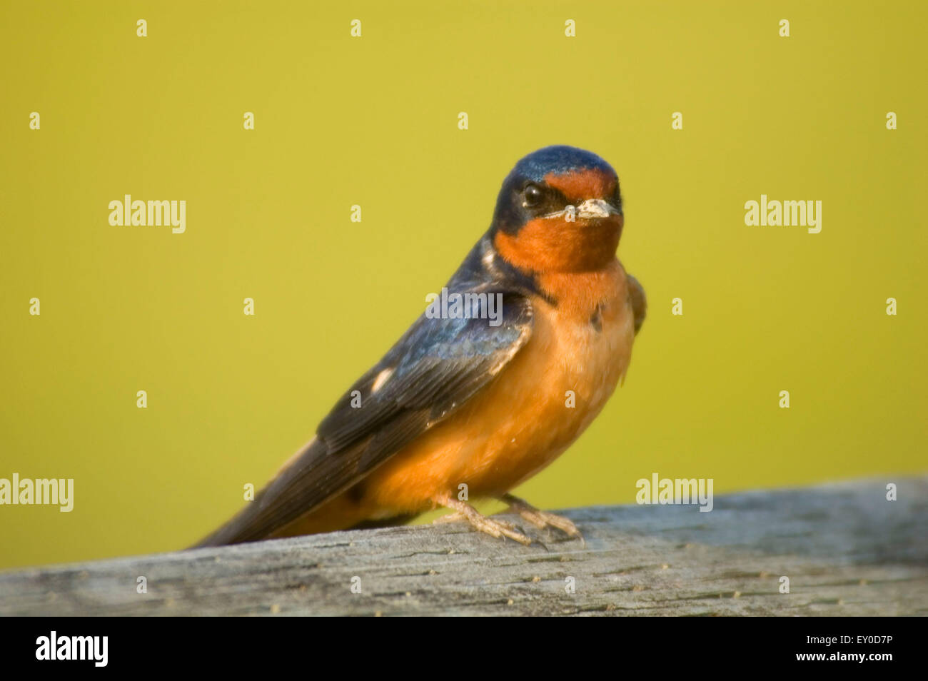Barn swallow, Belfair-Theler Wetland Park, Belfair, Washington Stock ...