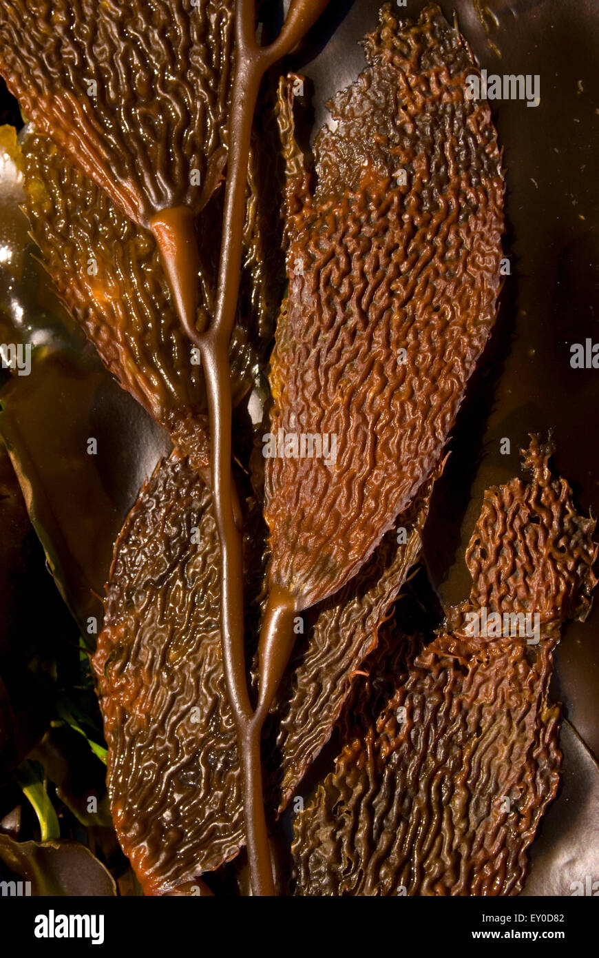 Kelp, Shipwreck Point Natural Area Preserve, Washington Stock Photo - Alamy