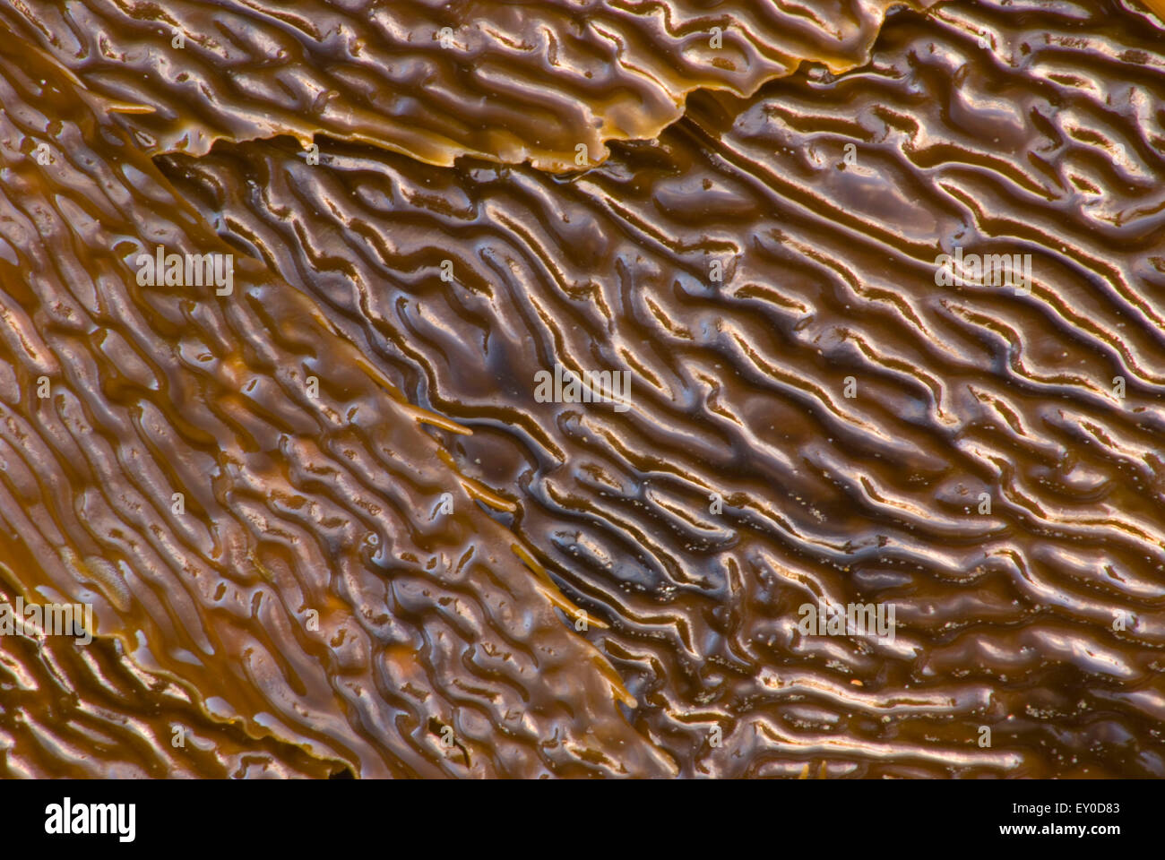 Kelp, Shipwreck Point Natural Area Preserve, Washington Stock Photo - Alamy