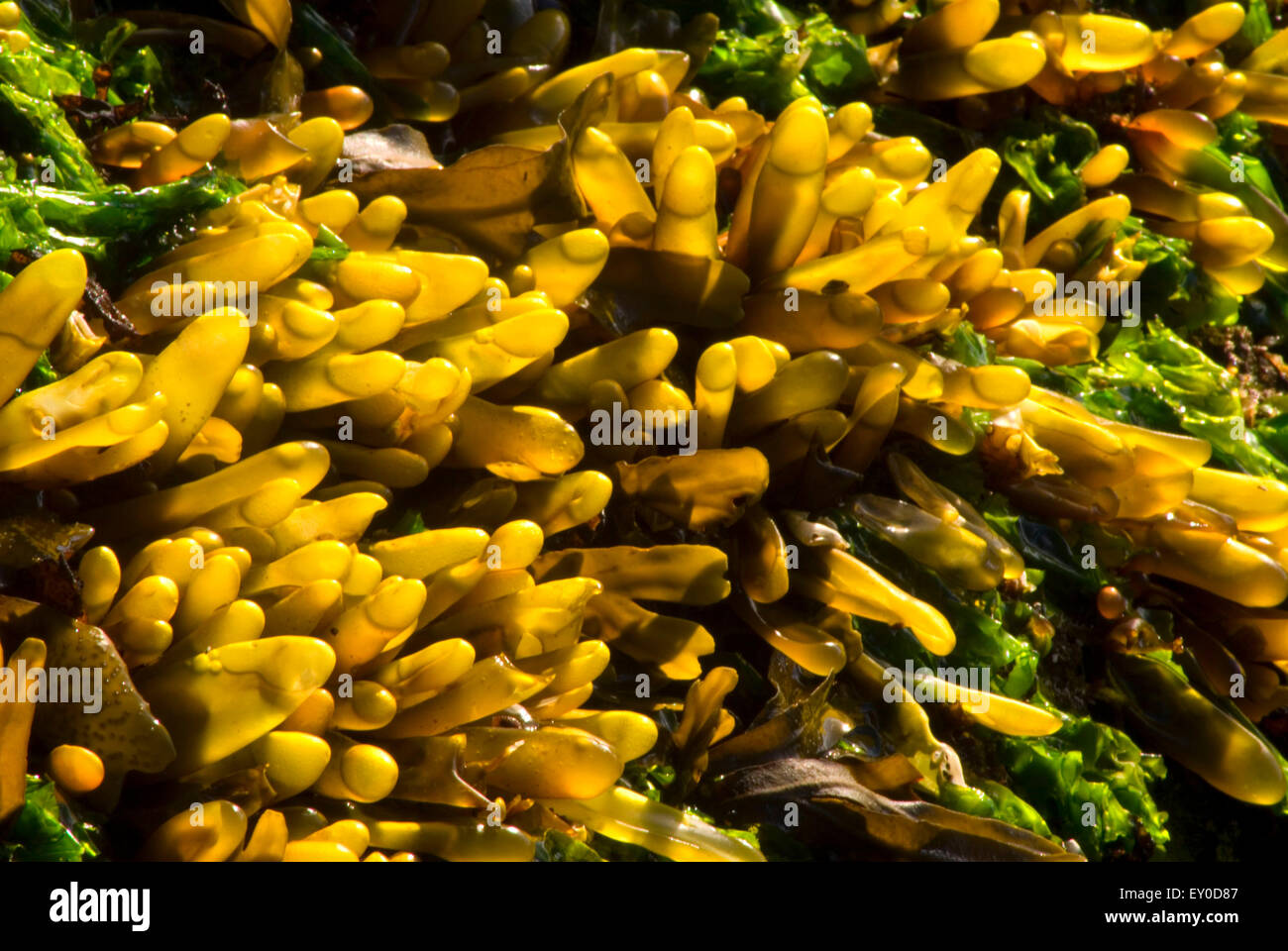 Shipwreck coast washington hi-res stock photography and images - Alamy