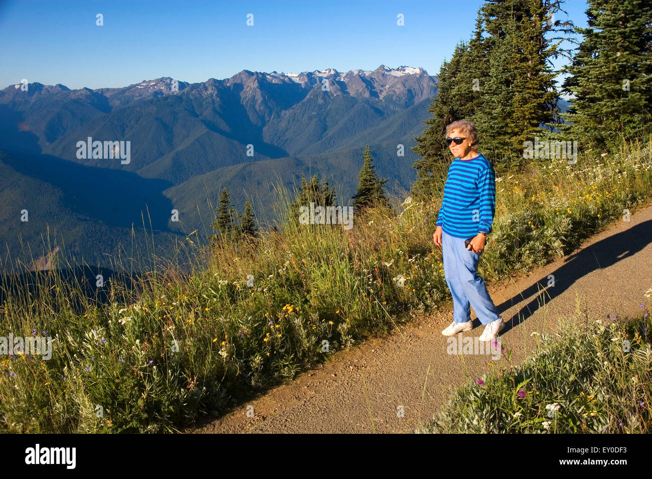 Hurricane Ridge Trail, Olympic National Park, Washington Stock Photo ...