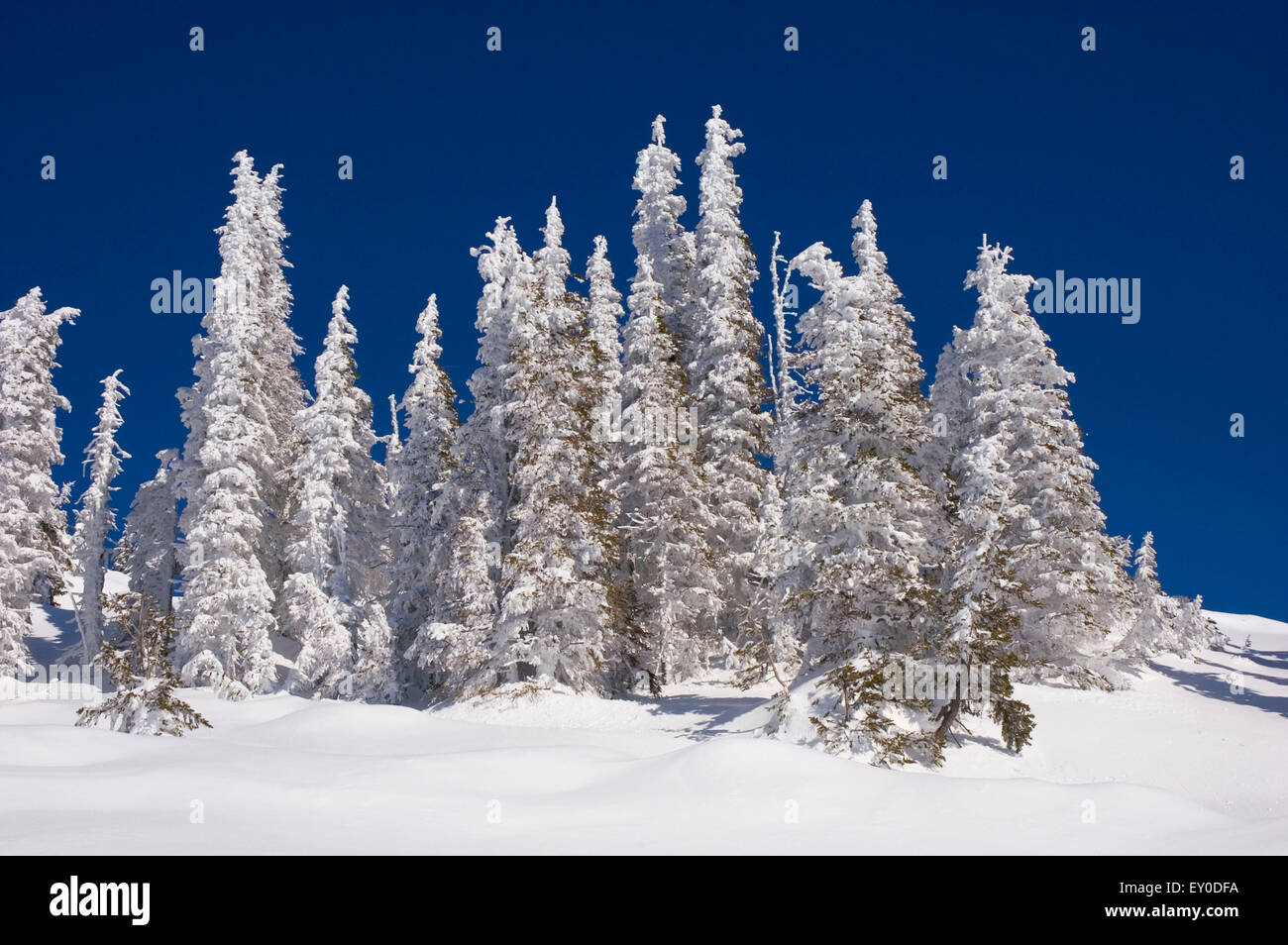 Hurricane Ridge winter forest, Olympic National Park, Washington Stock ...