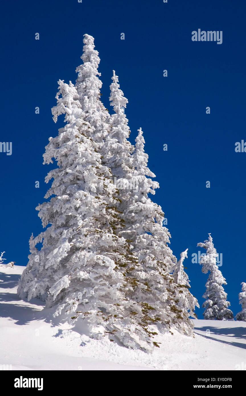 Hurricane Ridge winter forest, Olympic National Park, Washington Stock ...