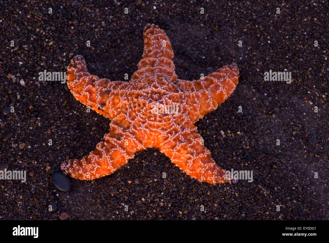 Starfish on Rialto Beach, Olympic National Park, Washington Stock Photo ...