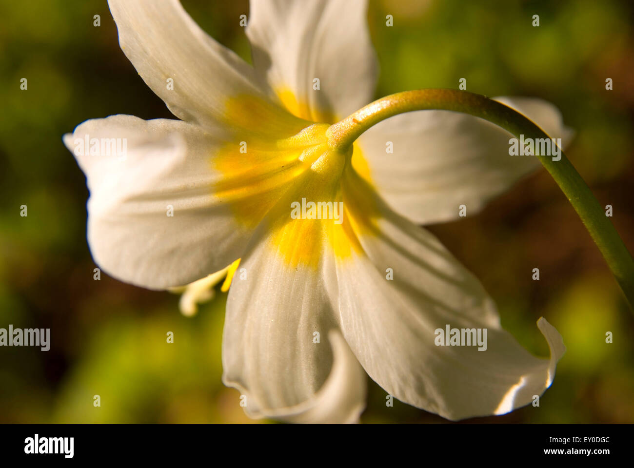 Avalanche lily, Olympic National Park, Washington Stock Photo - Alamy