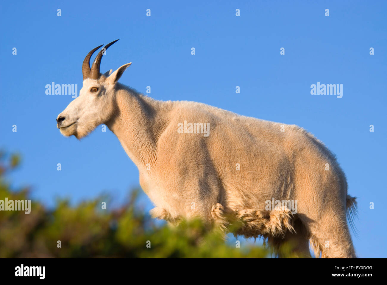 Olympic national park washington goat hi-res stock photography and ...