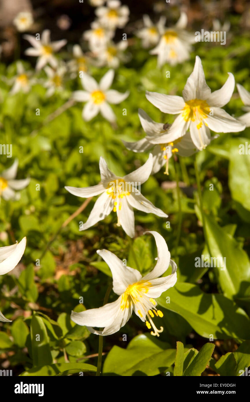 Avalanche lily, Olympic National Park, Washington Stock Photo - Alamy